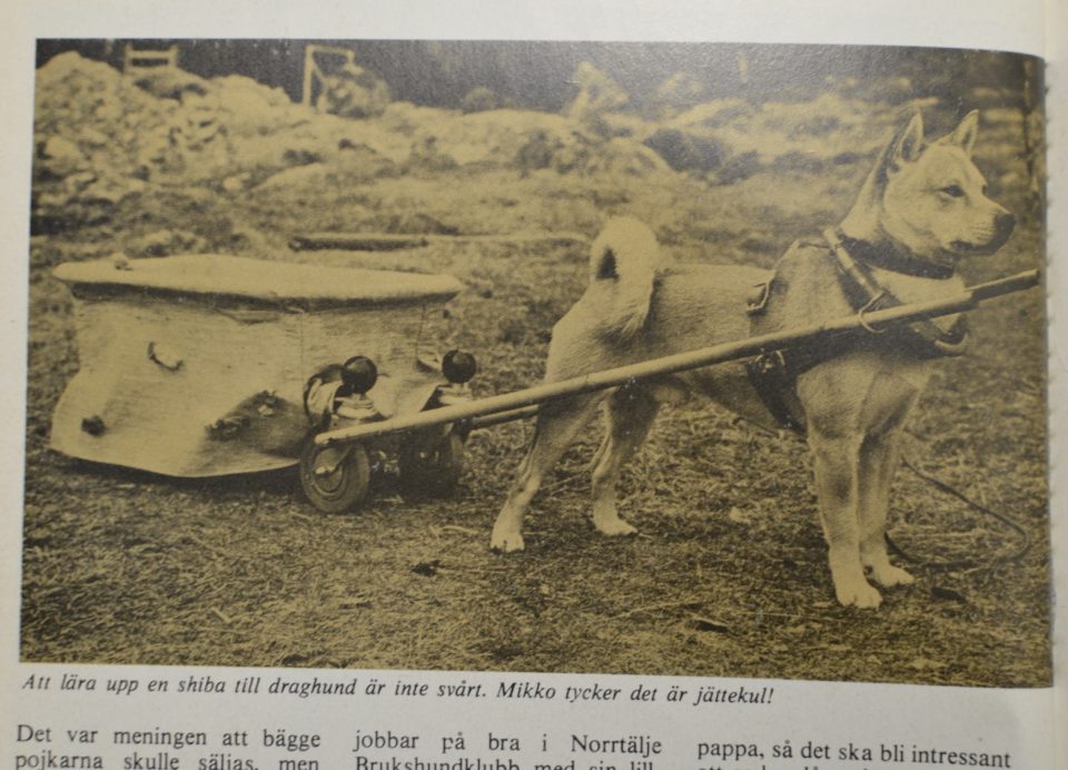 English – Shibaloginen blogi