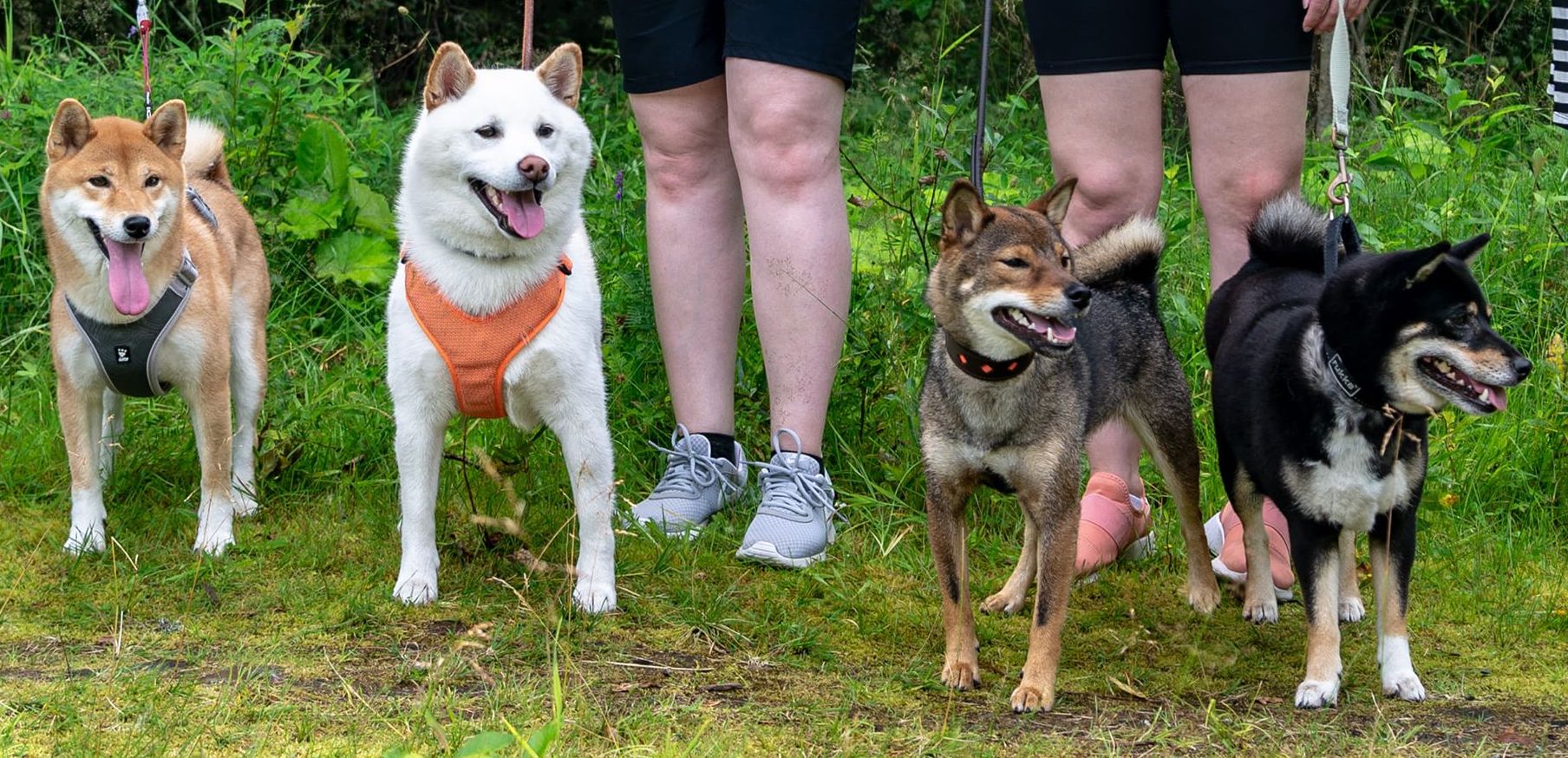 English – Shibaloginen blogi